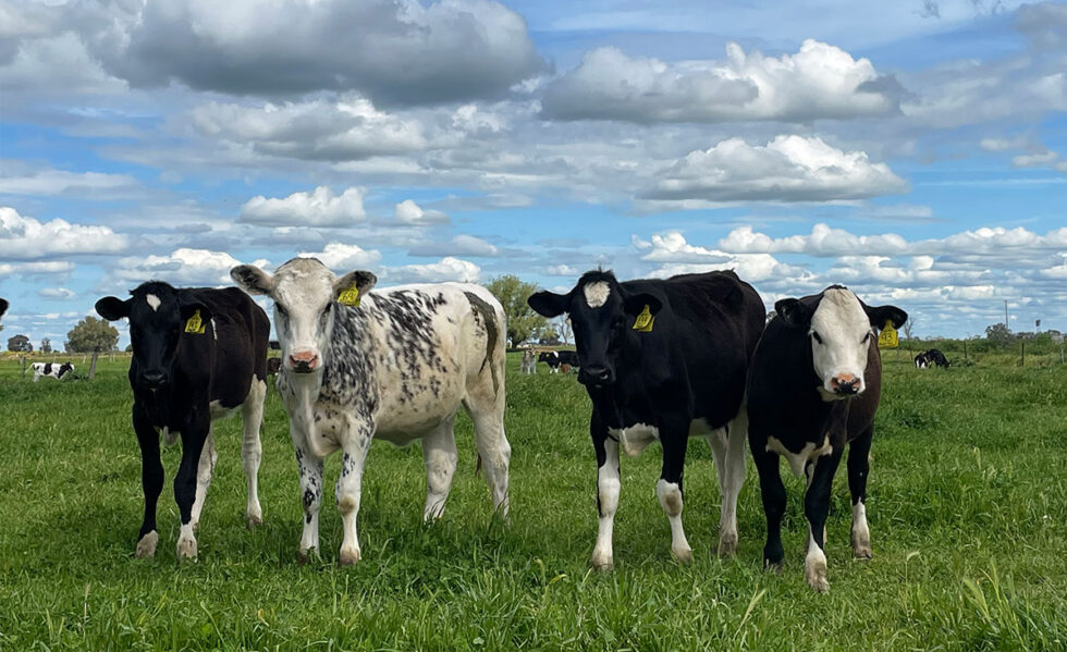 Home - Dairy UP